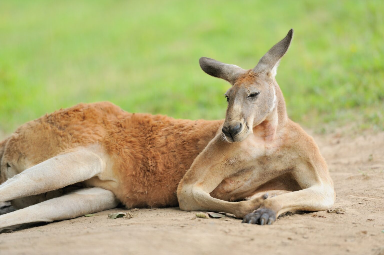 18 Incredible Animals Unique to Only One Country — Beating Broke