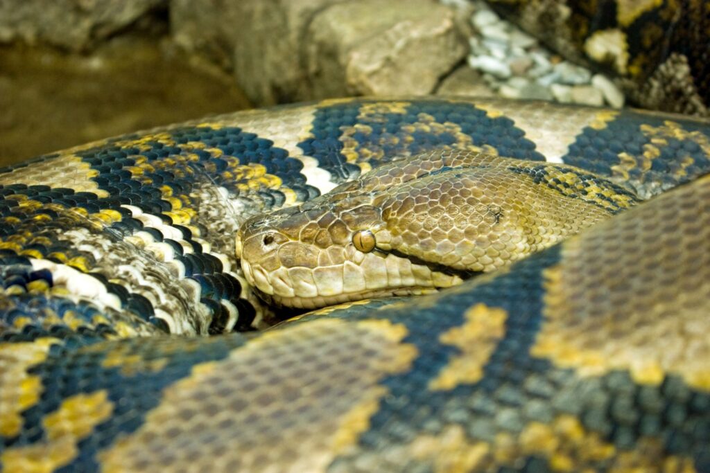 12 Strangest Animal Records in the Guinness Book That Will Amaze You ...